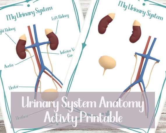 Urinary System Labelling Activity Printable Urinary System Teaching ...