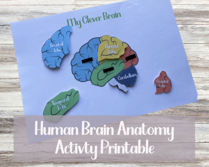 Parts of the Brain Printable Worksheet Brain Anatomy Teaching Resource ...