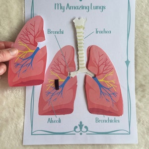 Human Anatomy Printable Bundle Parts of the Body Worksheets Printable ...