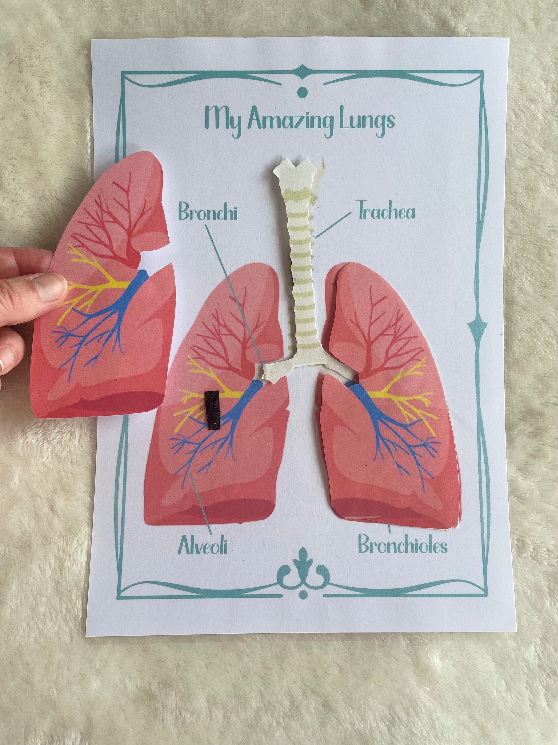 Human Anatomy Printable Bundle Parts of the Body Worksheets Printable ...