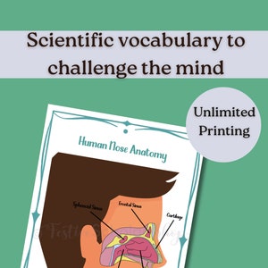 Human Nose Anatomy Activity High School Biology Resource Secondary ...