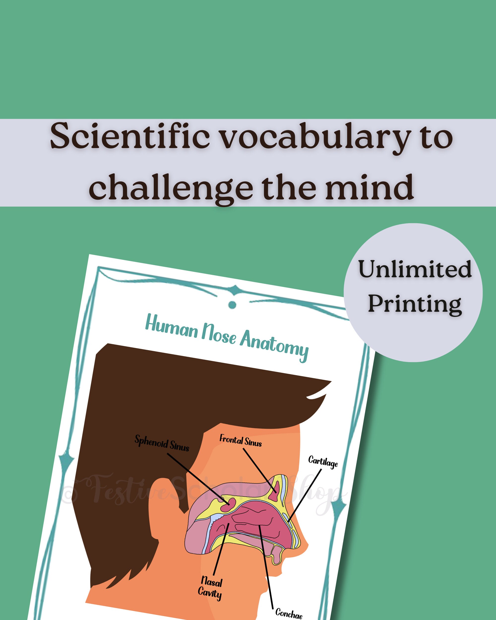 Human Nose Anatomy Activity High School Biology Resource Secondary ...
