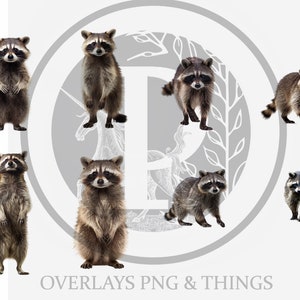 Racoon Digital Overlays, PNG Overlays, Animal Clipart, Animal Overlays ...