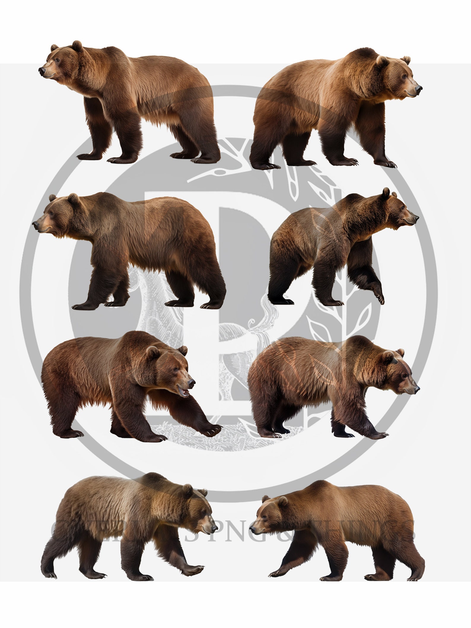Bear Digital Overlays PNG Overlays Animal Clipart Animal - Etsy