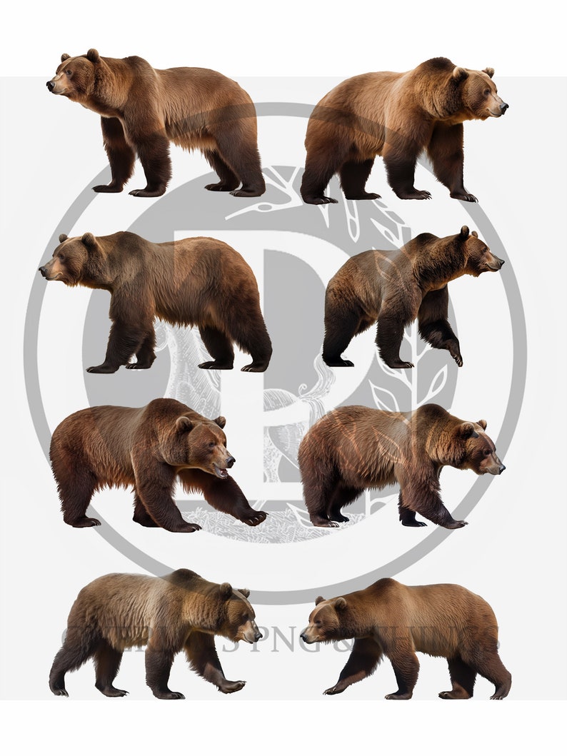 Bear Digital Overlays PNG Overlays Animal Clipart Animal - Etsy