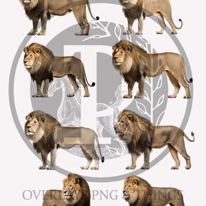 Lion Digital Overlays,lion Clipart,png Overlays,animal Overlays ...