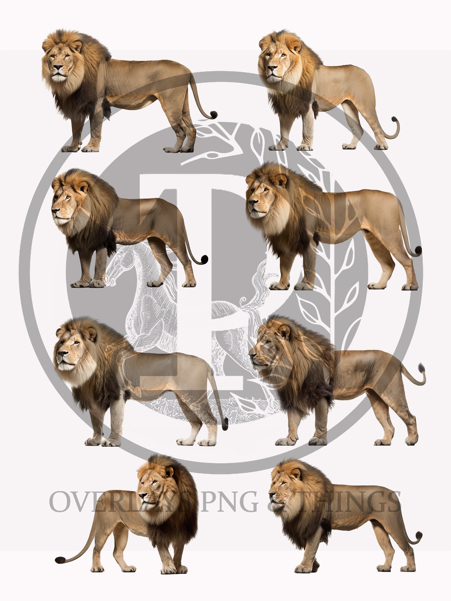 Lion Digital Overlays,lion Clipart,png Overlays,animal Overlays ...