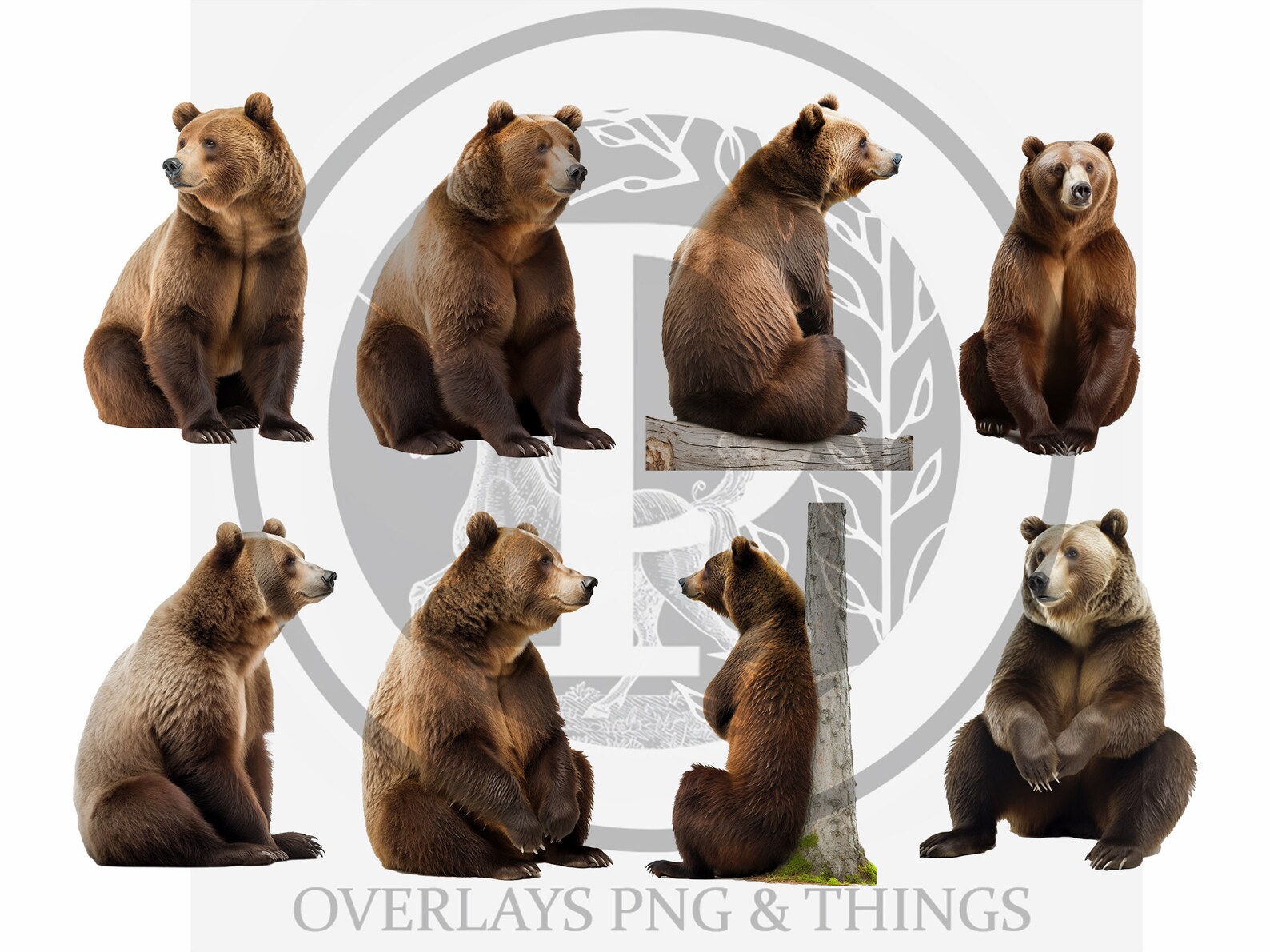 Bear Digital Overlays, PNG Overlays, Animal Clipart, Animal Overlays ...