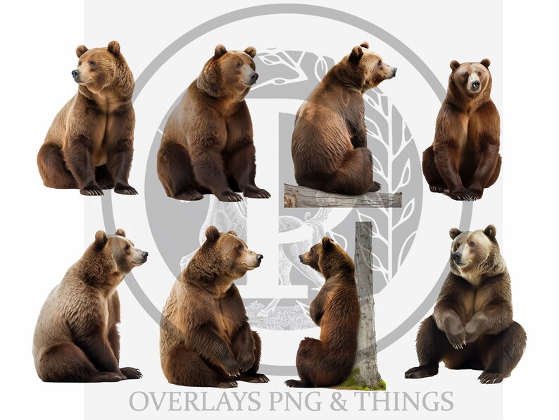 Bear Digital Overlays, PNG Overlays, Animal Clipart, Animal Overlays ...
