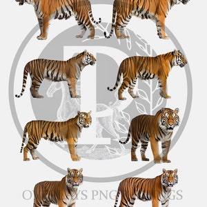 Tiger Digital Overlays,tiger Clipart,png Overlays,animal Overlays ...
