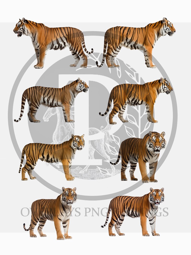 Tiger Digital Overlaystiger Clipartpng Overlaysanimal - Etsy UK
