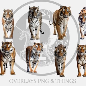 Tiger Digital Overlays,tiger Clipart,png Overlays,animal Overlays ...