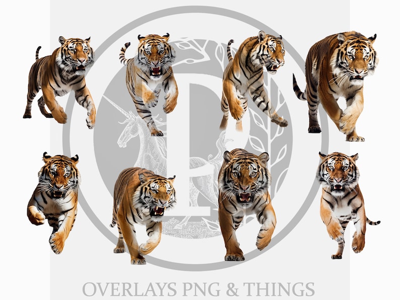 Tiger Digital Overlaystiger Clipartpng Overlaysanimal - Etsy UK