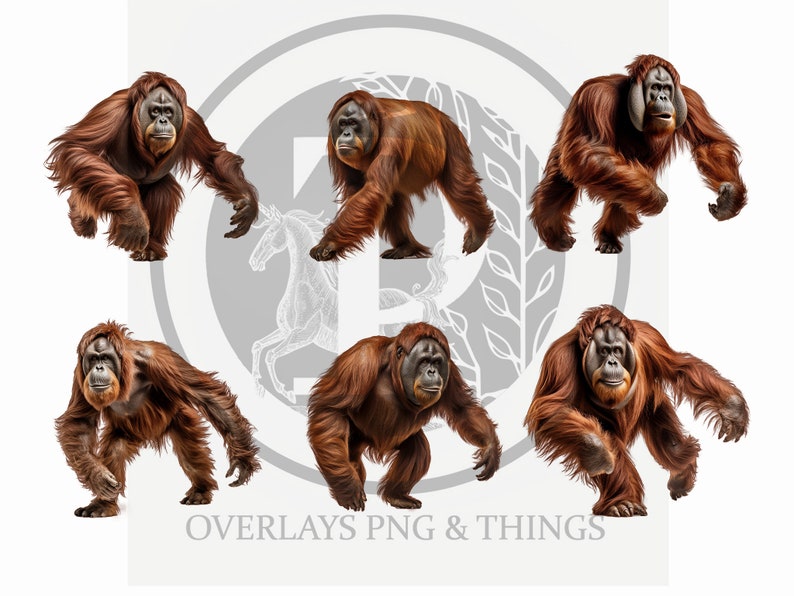 Ape Digital Overlays, PNG Overlays, Animal Clipart, Monkey Overlays ...