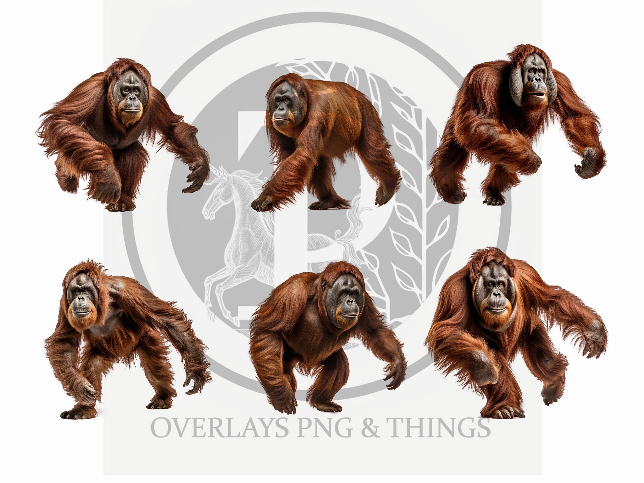 Ape Digital Overlays, PNG Overlays, Animal Clipart, Monkey Overlays ...