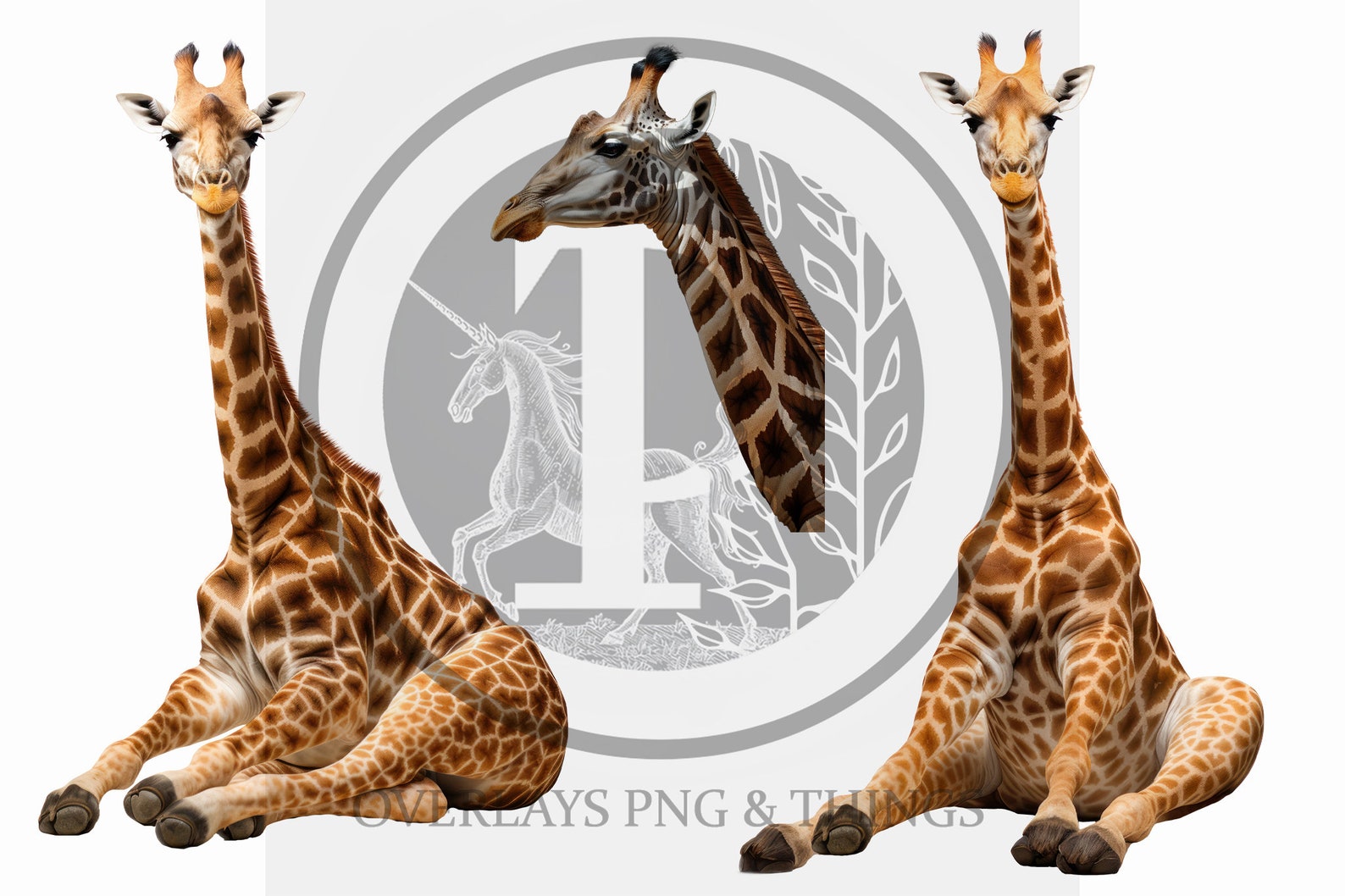 Giraffe Digital Overlays, PNG Overlays, Animal Clipart, Animal Overlays ...