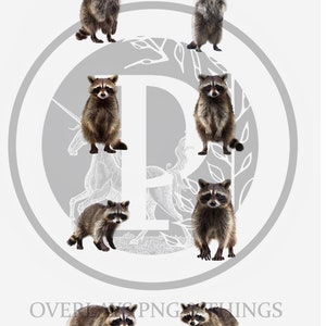 Racoon Digital Overlays, PNG Overlays, Animal Clipart, Animal Overlays ...