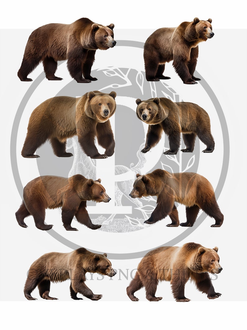 Bear Digital Overlays, PNG Overlays, Animal Clipart, Animal Overlays ...