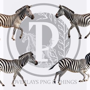 Zebra Digital Overlays, PNG Overlays, Animal Clipart,zebra Overlays ...