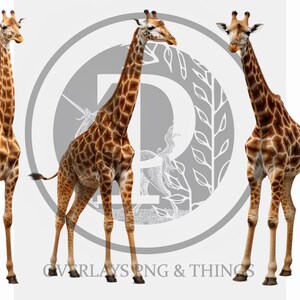 Giraffe Digital Overlays, PNG Overlays, Animal Clipart, Animal Overlays ...