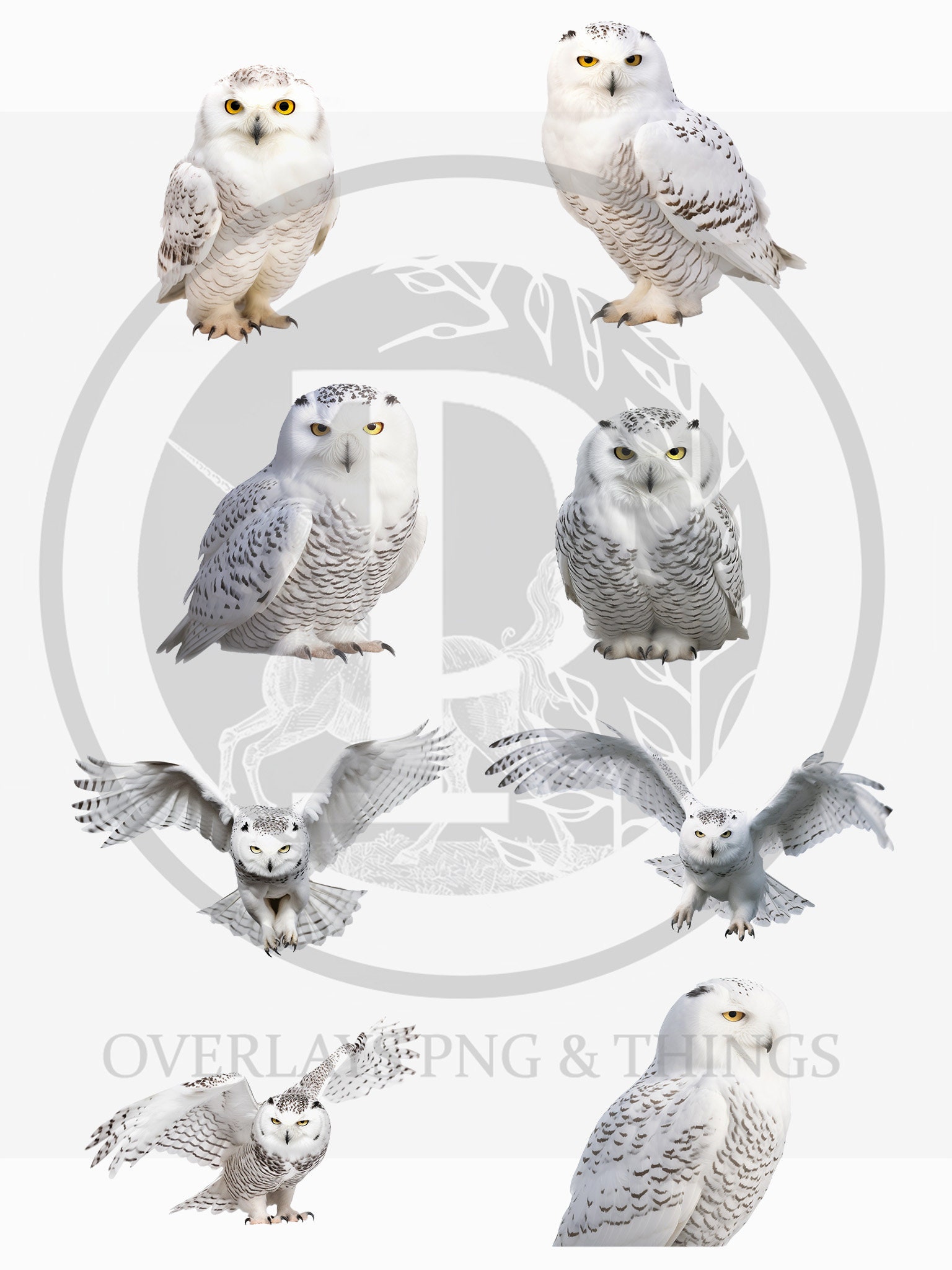 Owl Digital Overlays,owl PNG Overlays, Animal Clipart, Animal Overlays ...