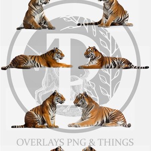 Tiger Digital Overlays,tiger Clipart,png Overlays,animal Overlays ...