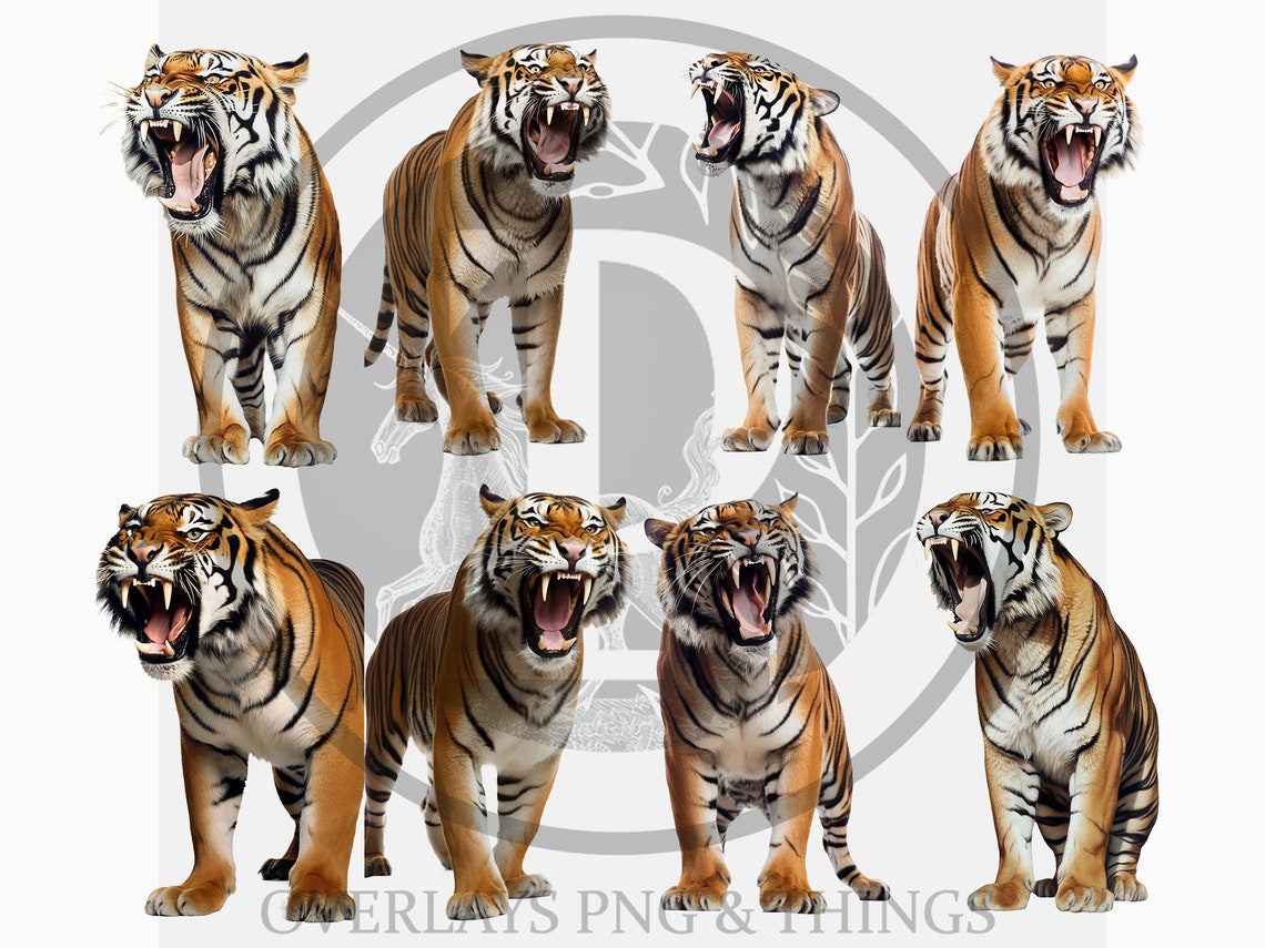 Tiger Digital Overlays,tiger Clipart,png Overlays,animal Overlays ...