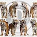 Tiger Digital Overlays,tiger Clipart,png Overlays,animal Overlays ...