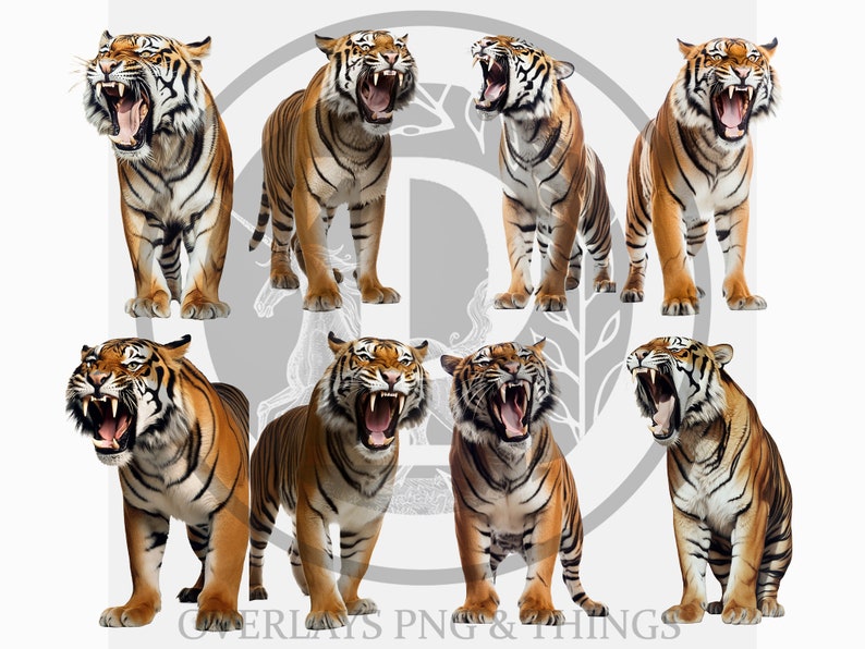 Tiger Digital Overlaystiger Clipartpng Overlaysanimal - Etsy UK