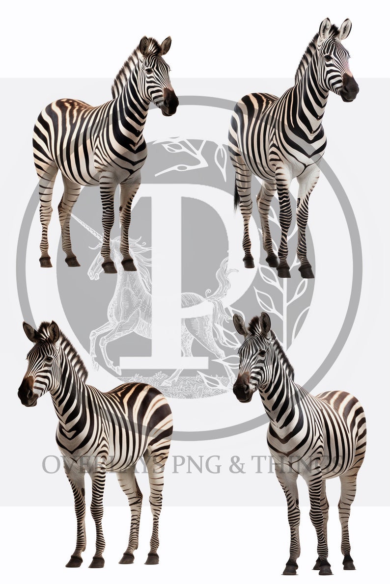 Zebra Digital Overlays, PNG Overlays, Animal Clipart,zebra Overlays ...