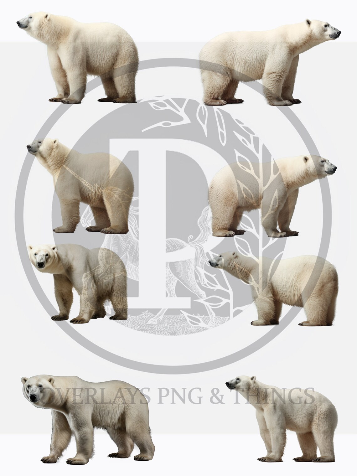 Polar Bear Digital Overlays, PNG Overlays, Animal Clipart, Animal ...