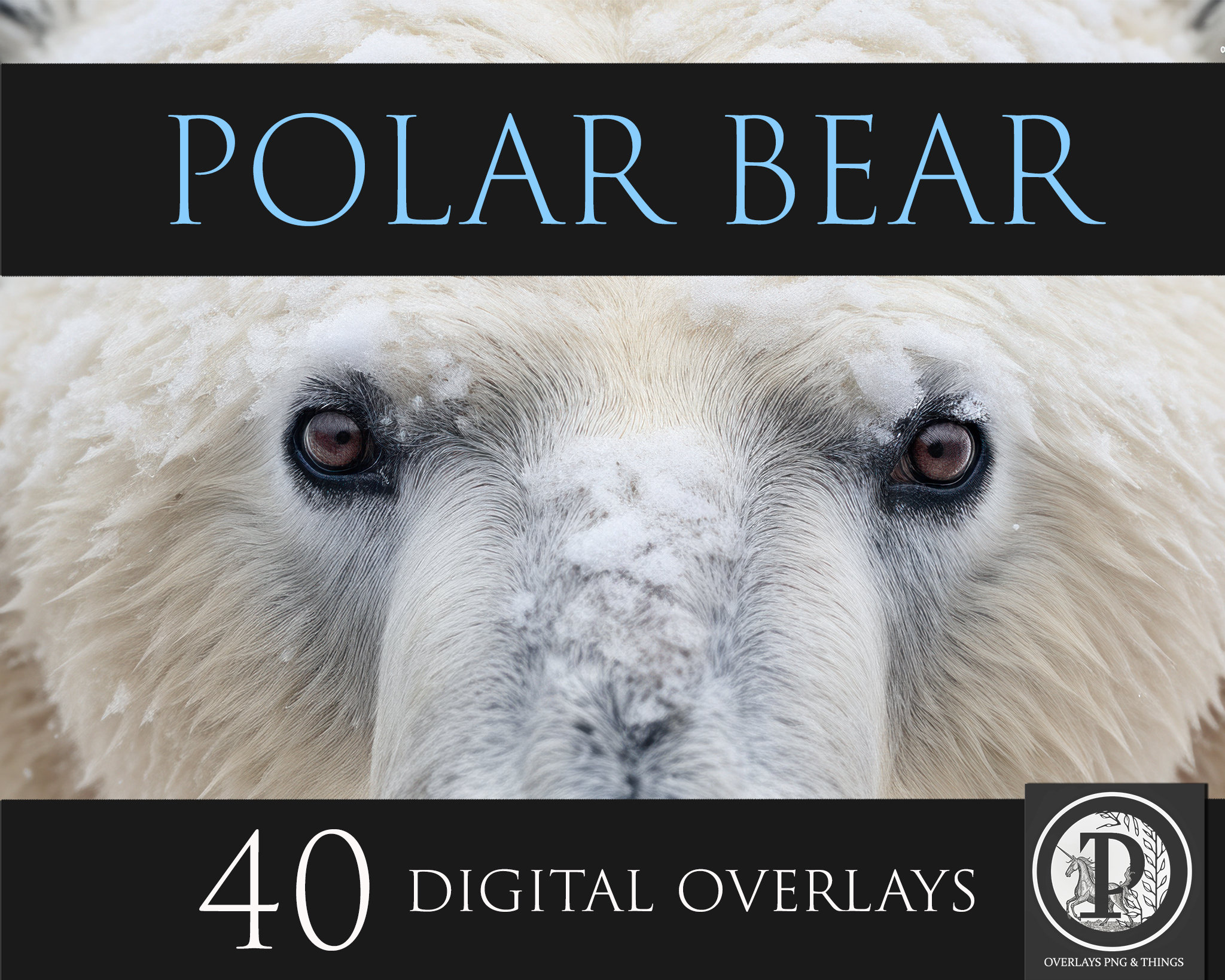 Polar Bear Digital Overlays, PNG Overlays, Animal Clipart, Animal ...