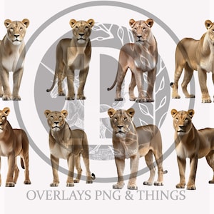 Lion Digital Overlays,lion Clipart,png Overlays,animal Overlays ...