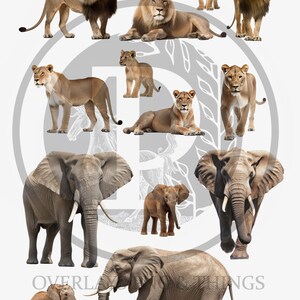 Safari Digital Overlays, Lion Clipart,elephant PNG Overlays,animal ...