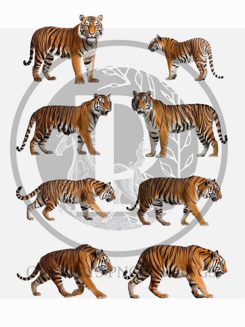 Tiger Digital Overlaystiger Clipartpng Overlaysanimal - Etsy UK