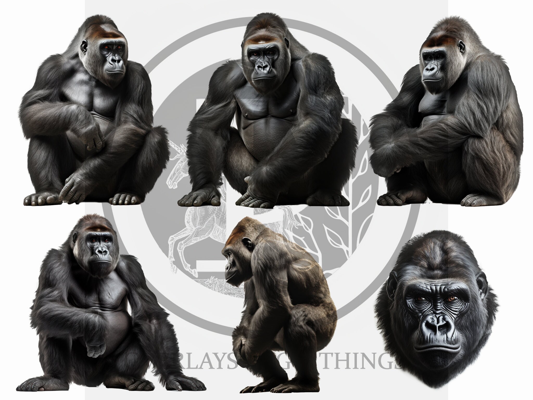 Ape Digital Overlays PNG Overlays Animal Clipart Monkey - Etsy