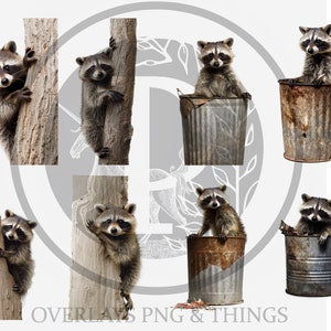 Racoon Digital Overlays, PNG Overlays, Animal Clipart, Animal Overlays ...