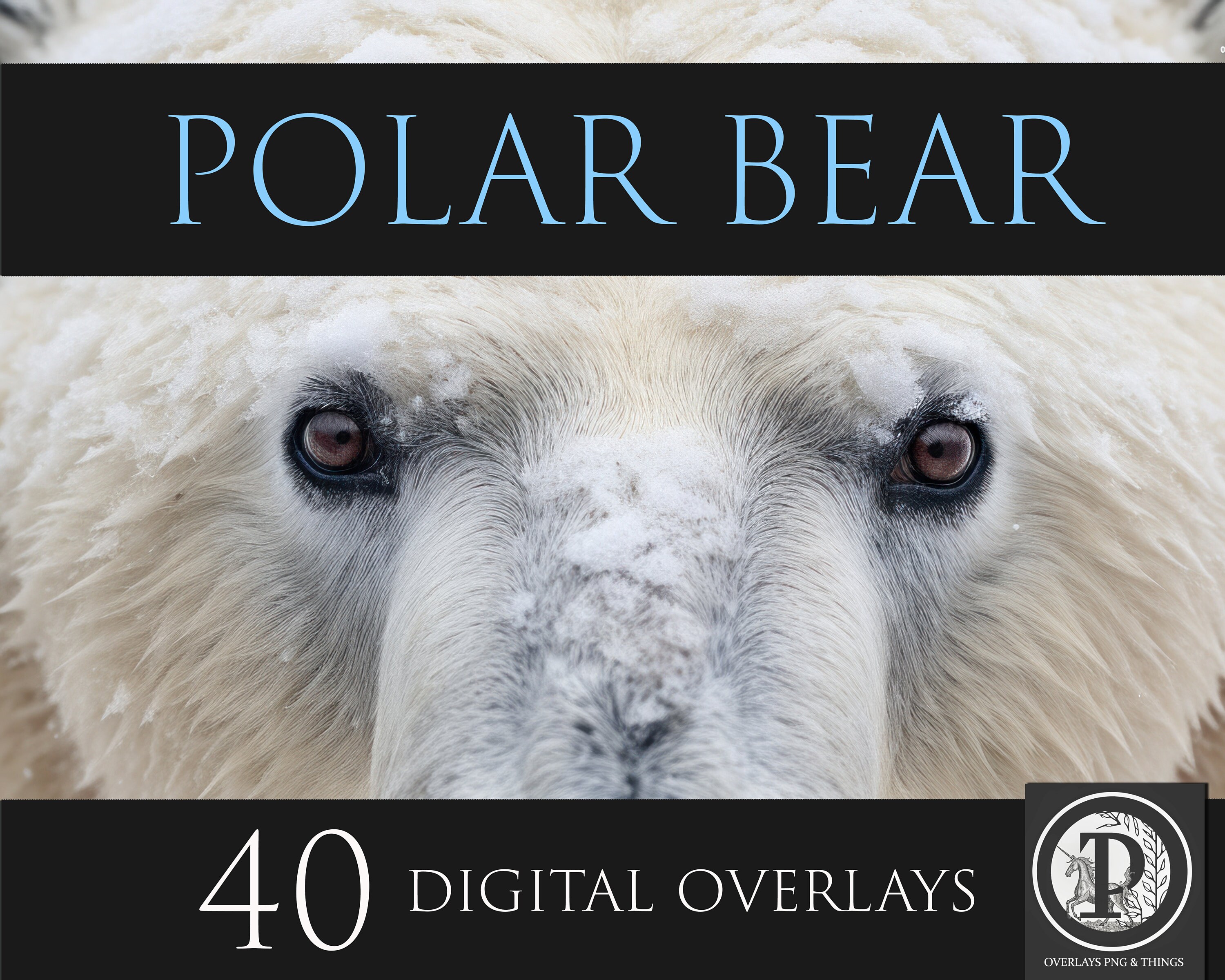 Polar Bear Digital Overlays PNG Overlays Animal Clipart - Etsy Canada