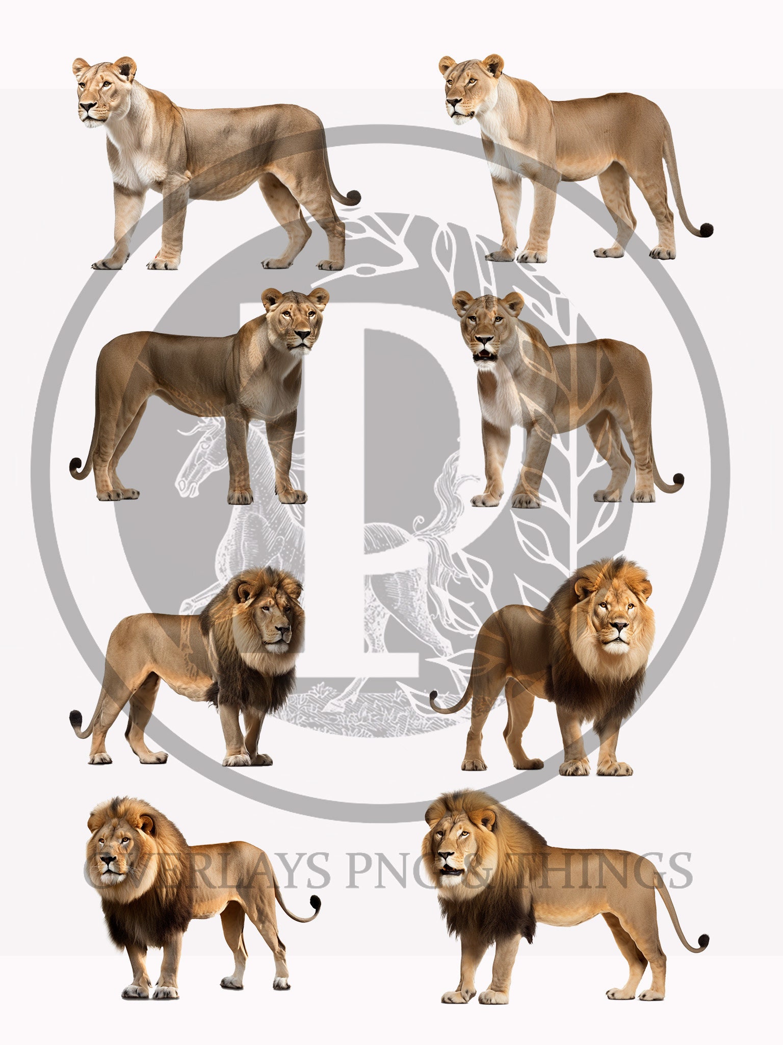 Lion Digital Overlays,lion Clipart,png Overlays,animal Overlays ...