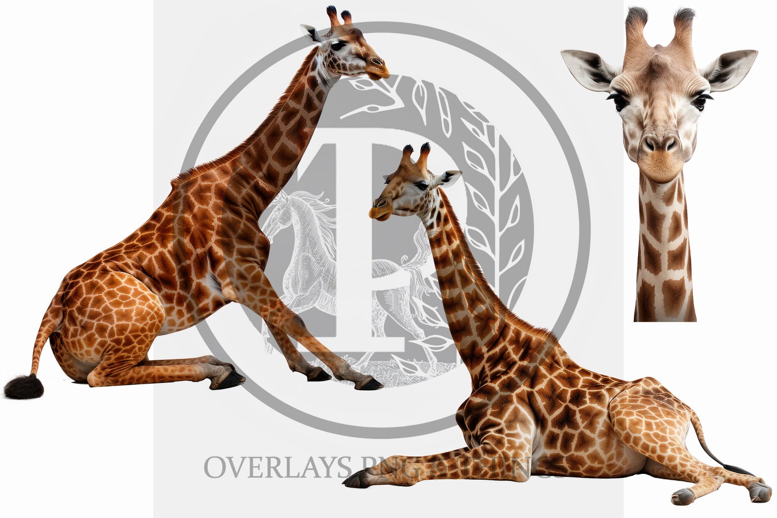 Giraffe Digital Overlays, PNG Overlays, Animal Clipart, Animal Overlays ...