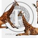 Giraffe Digital Overlays, PNG Overlays, Animal Clipart, Animal Overlays ...