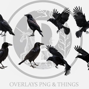 Raven Digital Overlays,raven PNG Overlays, Animal Clipart, Animal ...