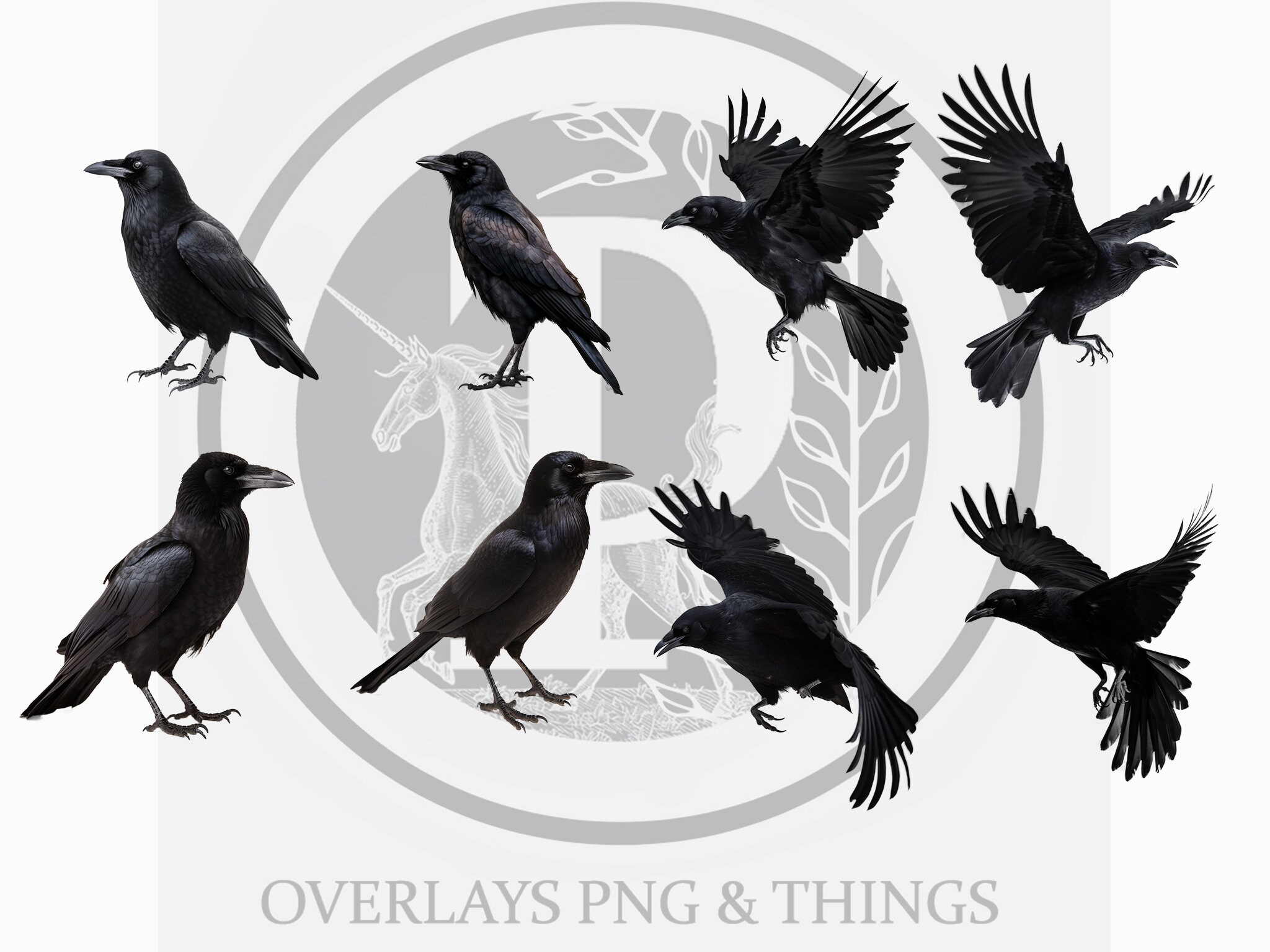 Raven Digital Overlays,raven PNG Overlays, Animal Clipart, Animal ...