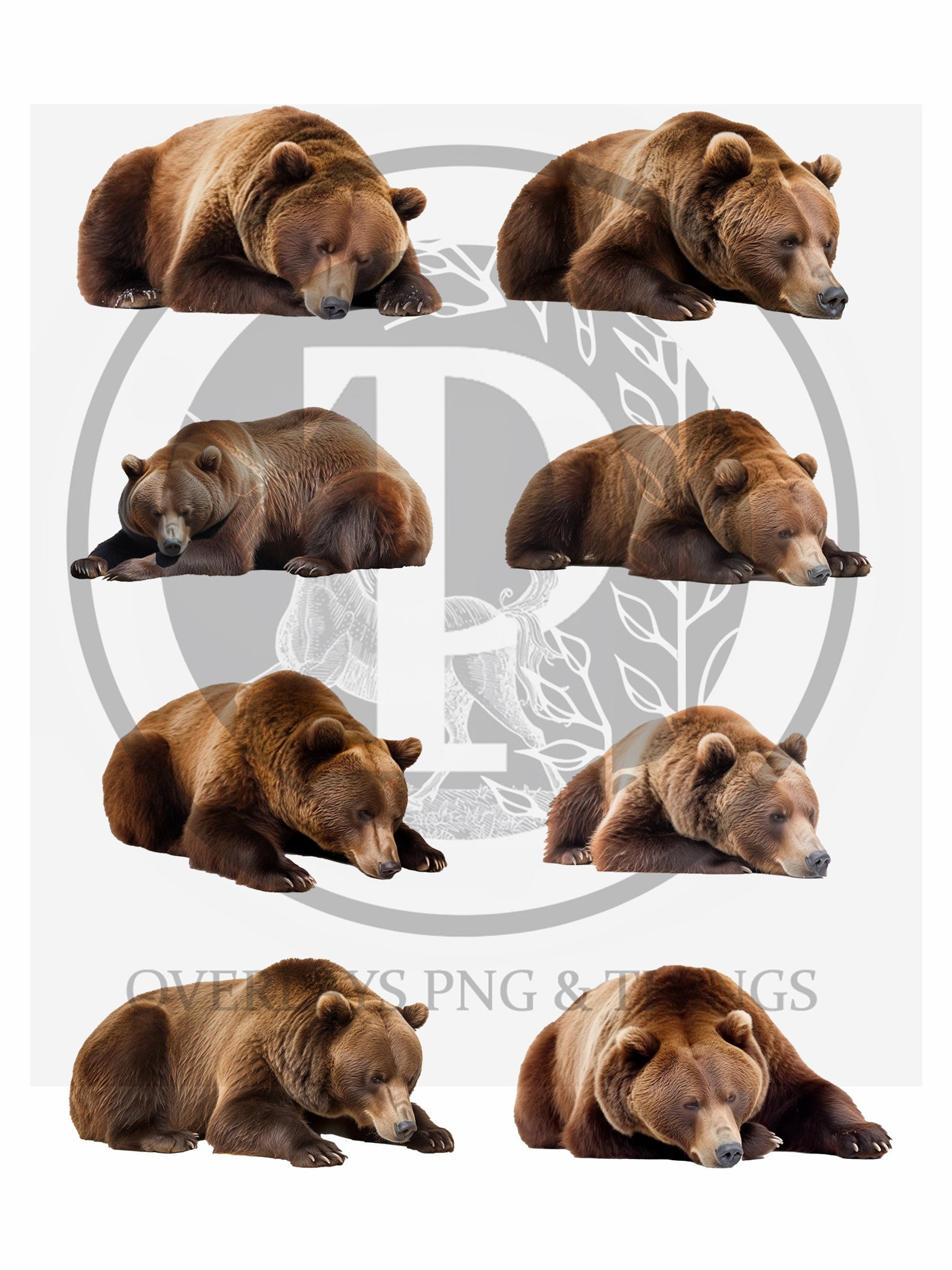 Bear Digital Overlays, PNG Overlays, Animal Clipart, Animal Overlays ...