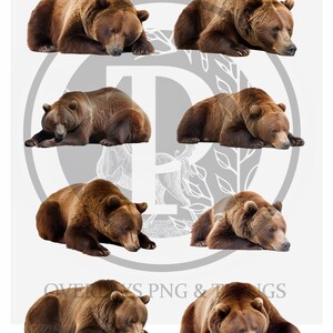 Bear Digital Overlays, PNG Overlays, Animal Clipart, Animal Overlays ...