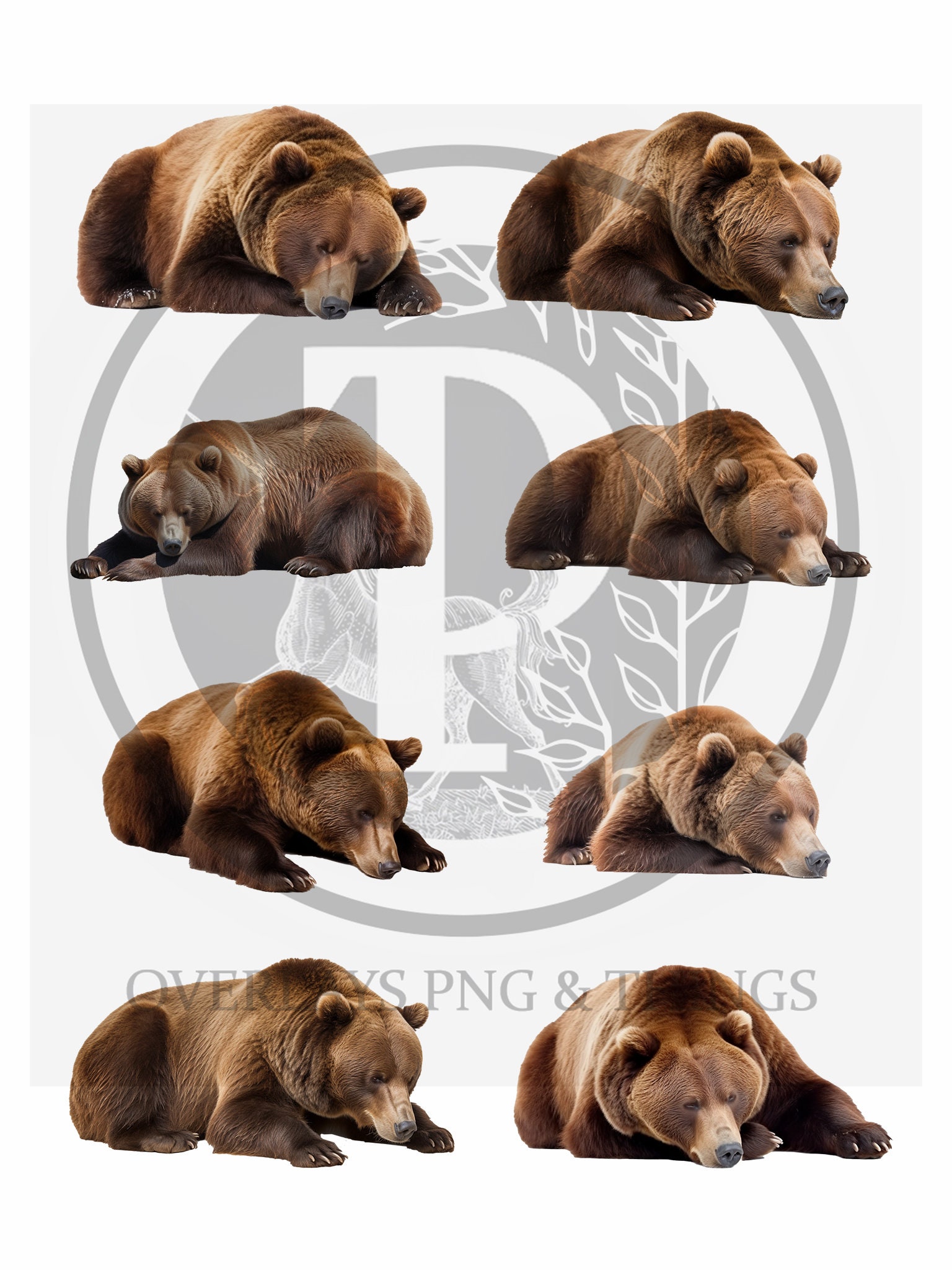 Bear Digital Overlays PNG Overlays Animal Clipart Animal - Etsy