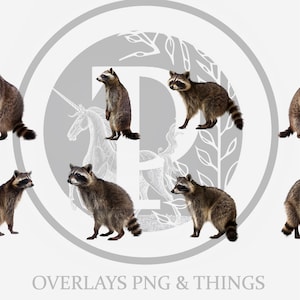 Racoon Digital Overlays, PNG Overlays, Animal Clipart, Animal Overlays ...