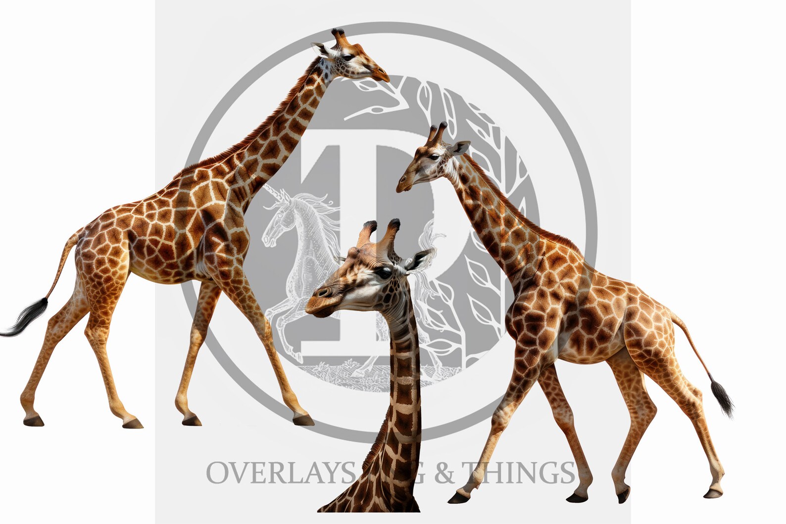 Giraffe Digital Overlays, PNG Overlays, Animal Clipart, Animal Overlays ...