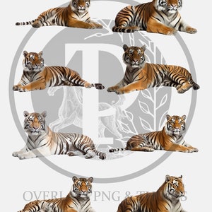 Tiger Digital Overlays,tiger Clipart,png Overlays,animal Overlays ...