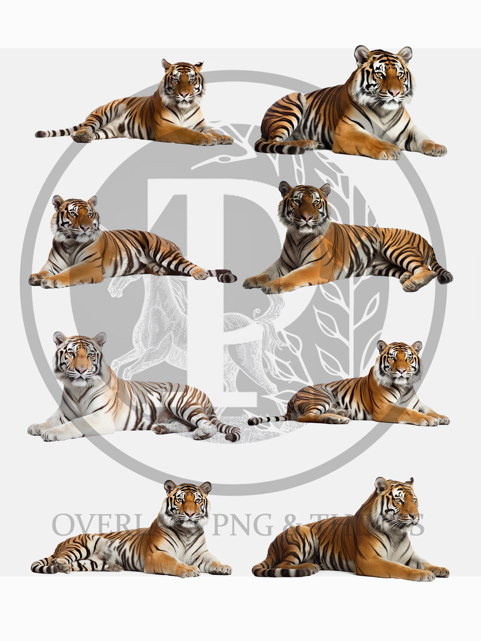 Tiger Digital Overlays,tiger Clipart,png Overlays,animal Overlays ...